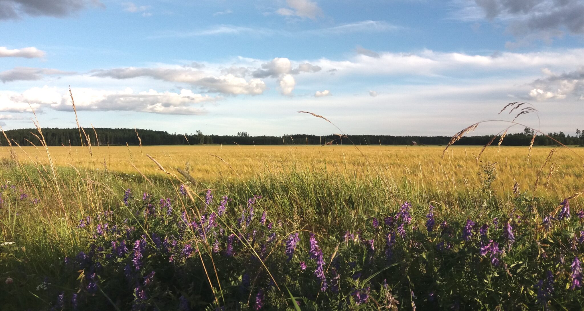Preparedness in agriculture | Loimaa